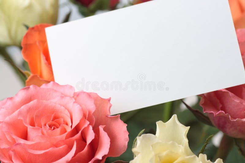 Roses with an empty card stock image. Image of wavy, petals - 13285325