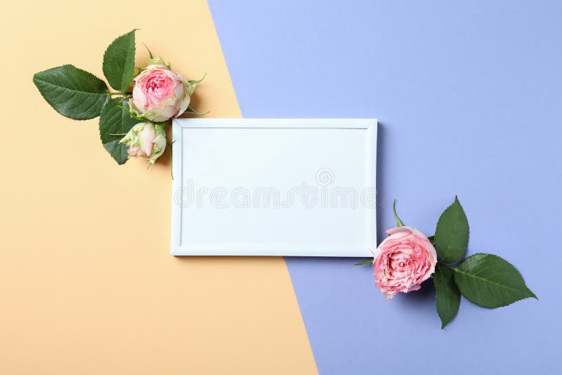 Roses and Empty Frame on Two Tone Background Stock Photo - Image of ...