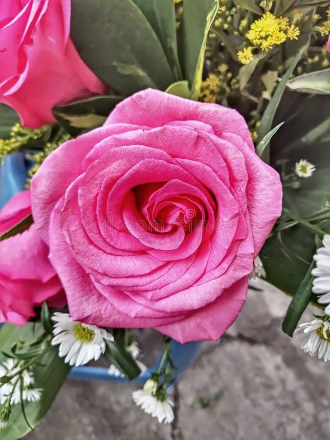 Roses of equator stock image. Image of beautiful, roses - 148253679