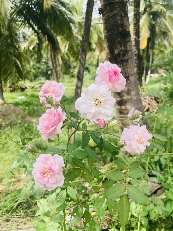 Roses in Sri Lanka Add Beauty To the Nature Stock Image - Image of ...