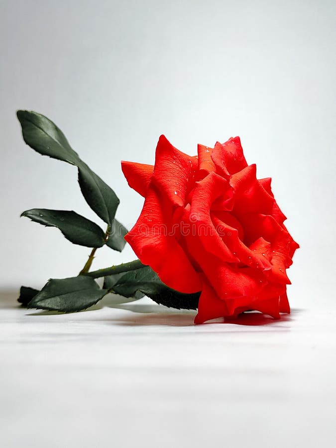 Red Rose Hd Images and Wallapaper Stock Photo - Image of floral, stems ...