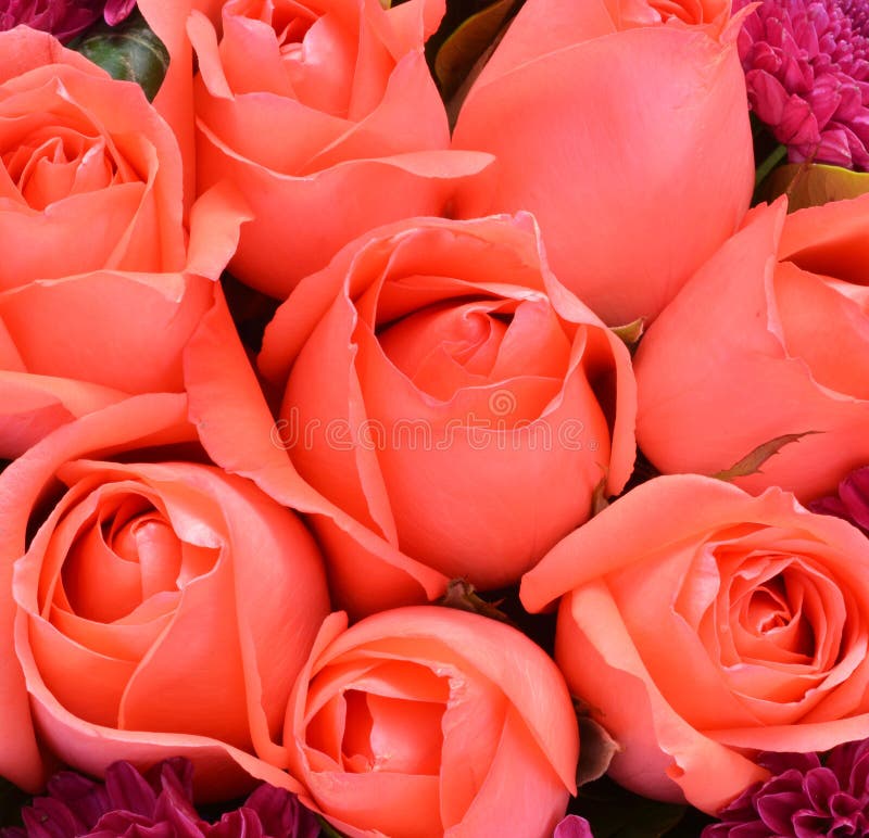 158 Fiowers Stock Photos - Free & Royalty-Free Stock Photos from Dreamstime