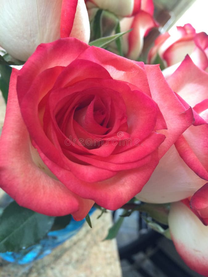 Roses stock image. Image of roses, fire, vase, flowers - 86710889