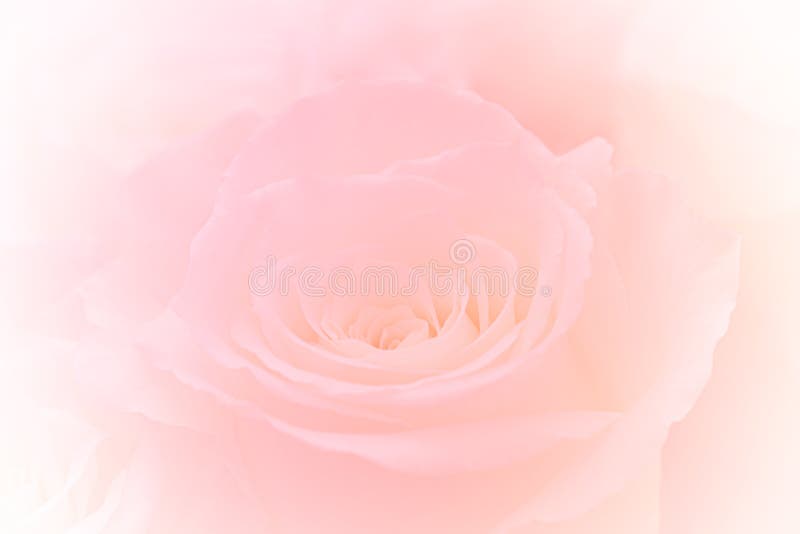 9,080 Roses Rose Clair Photos libres de droits et gratuites de Dreamstime