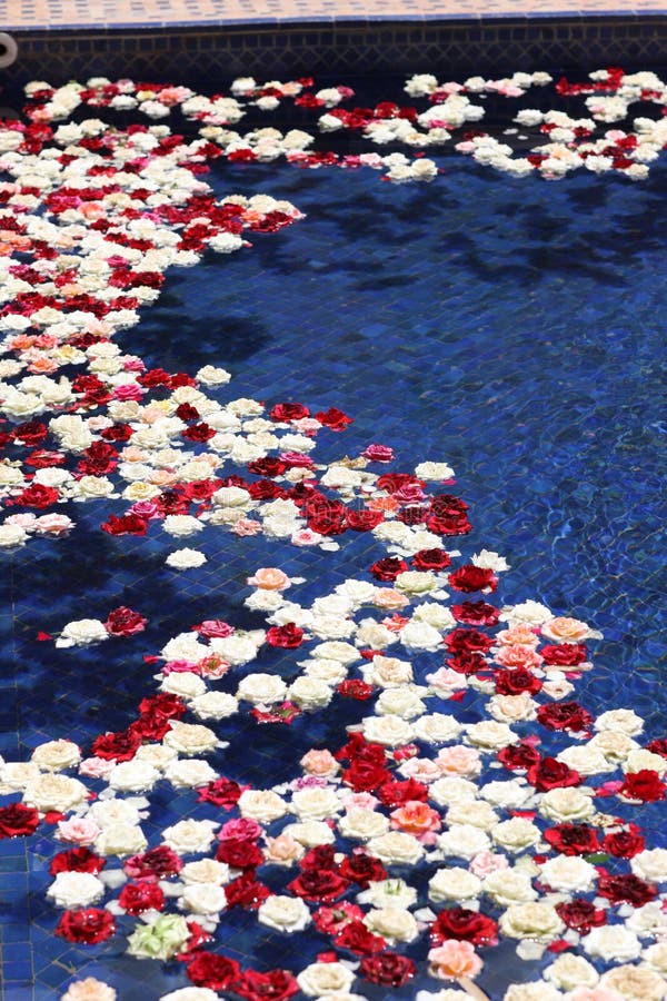 Roses floating stock photo. Image of flower, romantic - 33529148