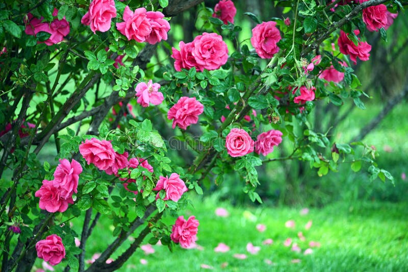 Red Roses Flower Garden Nature Spring Stock Photo - Image of roses ...