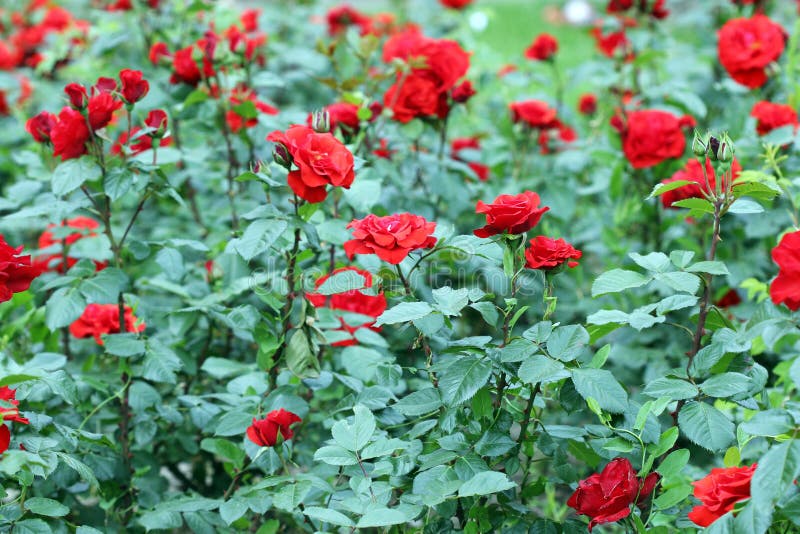 Roses flower garden stock photo. Image of natural, beautiful - 48967352