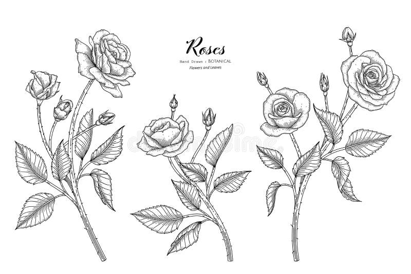 Roses Flower and Leaf Hand Drawn Botanical Illustration with Line Art ...