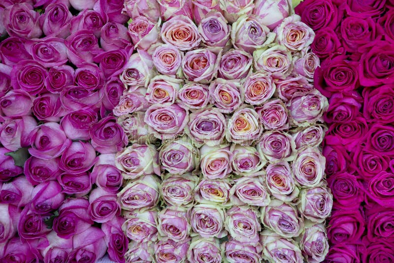 Roses at the flower market stock image. Image of delight - 181073591