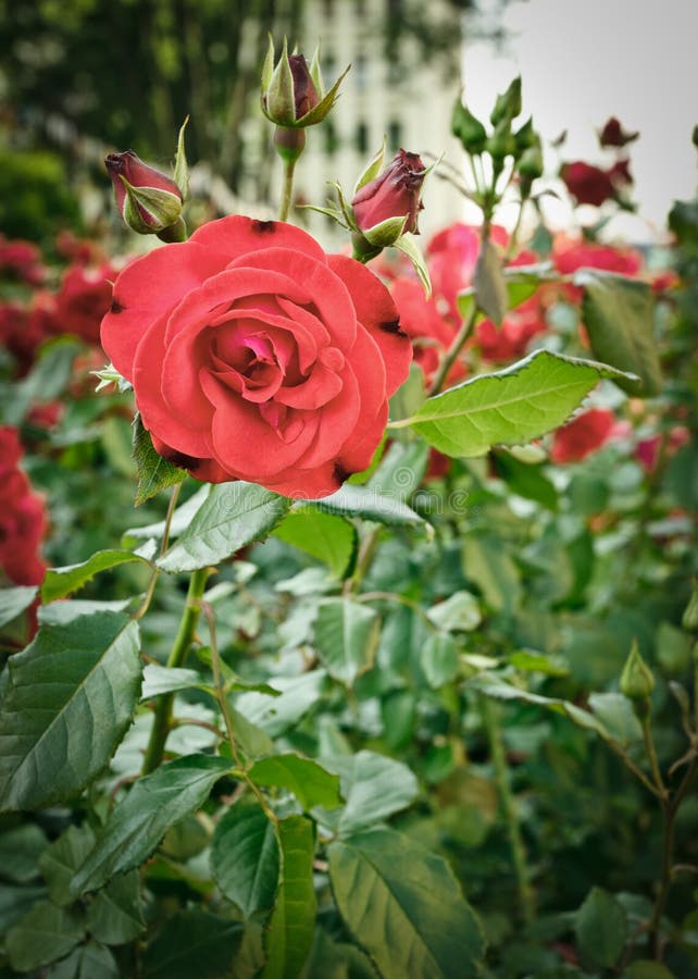 Roses flowerbed stock image. Image of rose, vertical - 17755097
