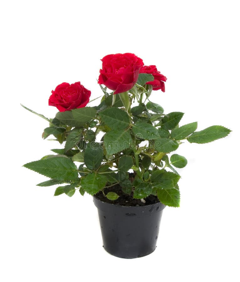 Red Rose in the flower pot stock photo. Image of ceramic - 26660300