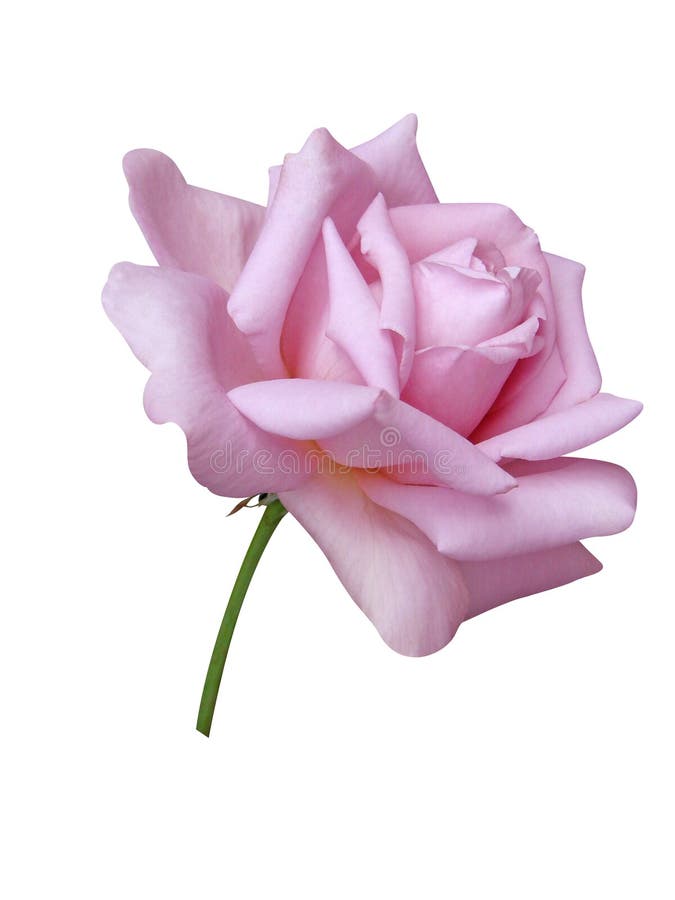 Roses flowers stock image. Image of culture, beautifully - 29887615