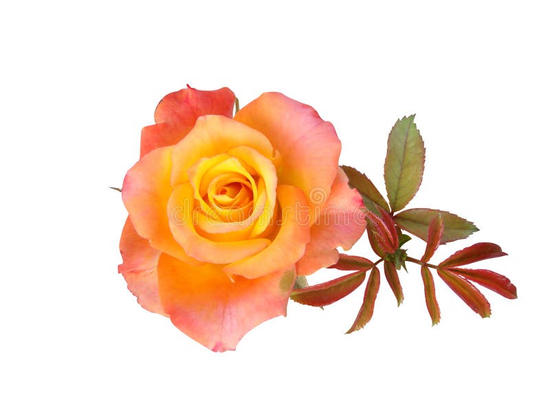 Roses Flowers it is Isolated Stock Image - Image of close, flowers ...