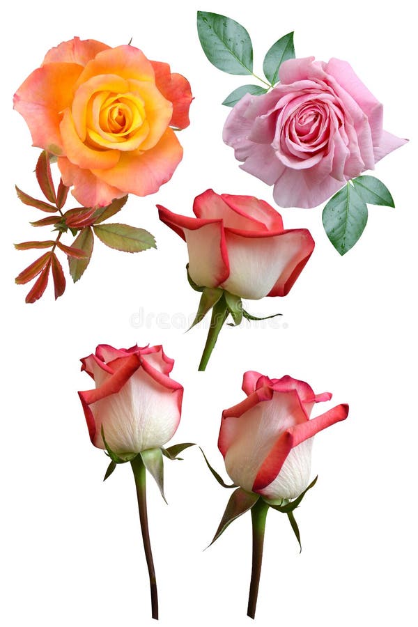 Roses flowers stock image. Image of floral, flower, macro - 30291307