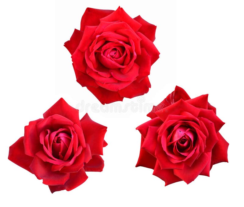 Two pink roses stock image. Image of love, beautiful - 13492961