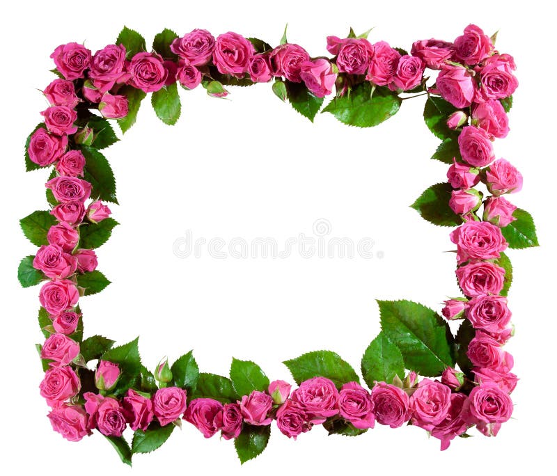 Pink Roses Border Frame Top Side Bottom Stock Photo - Image of edge ...