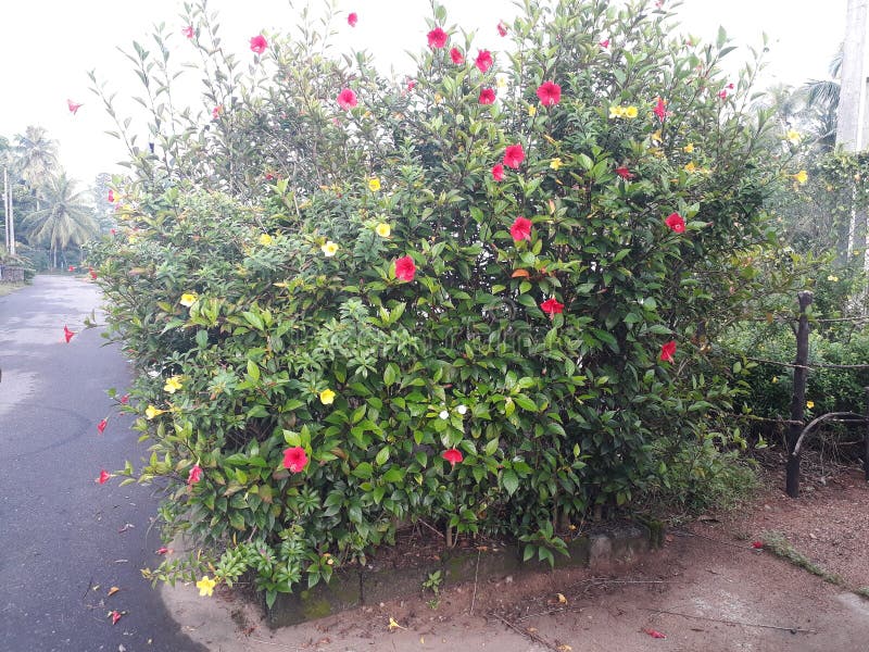 Roses Ful Tree Best Poc HDR Stock Photo - Image of tree, roses: 152553190