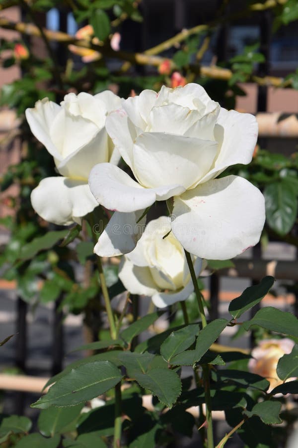 Roses in full bloom stock image. Image of flower, english - 133313045