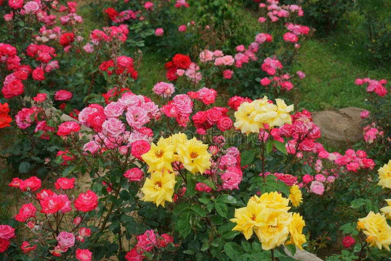 Roses in the garden stock photo. Image of foliage, gardening - 93742212