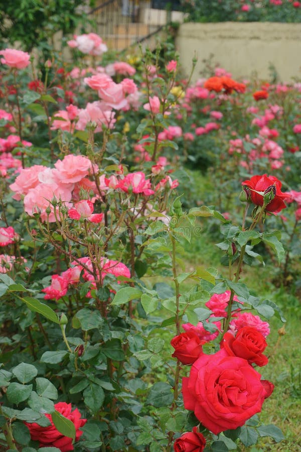 Roses in the garden stock image. Image of fragility, blossom - 93742541