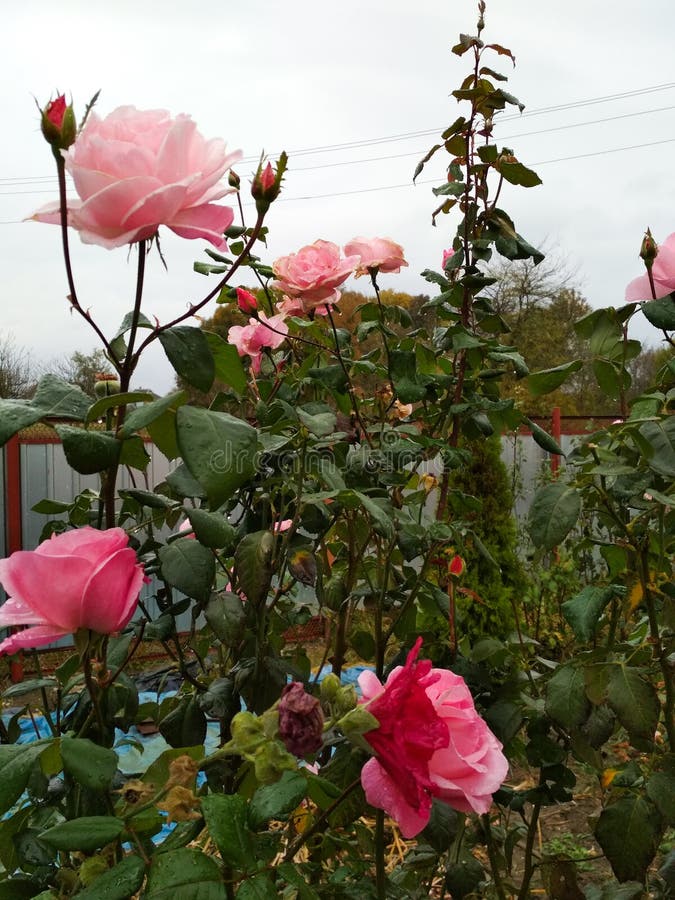 Roses in the garden stock photo. Image of feminine, beauty - 108705938