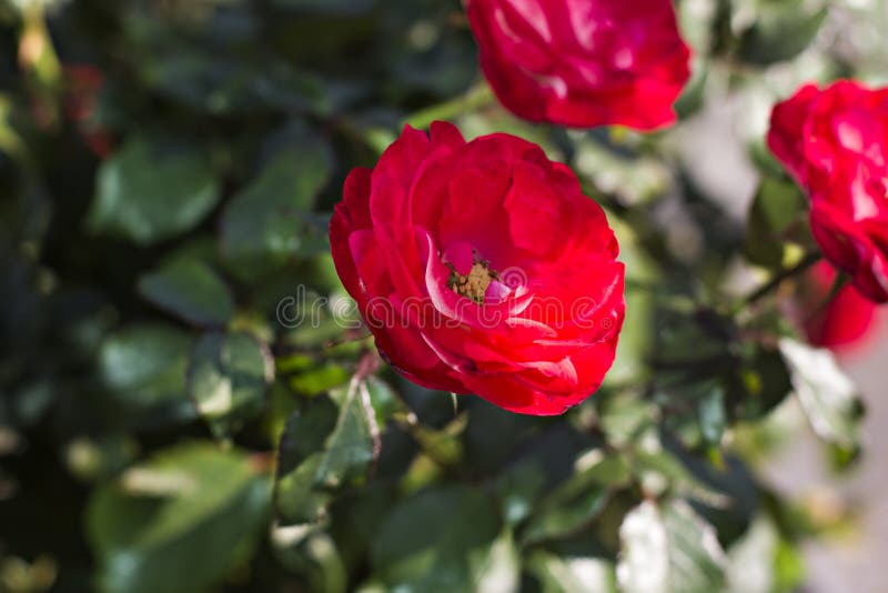 Roses in the Garden, Roses are Beautiful with a Beautiful Sunny Day ...