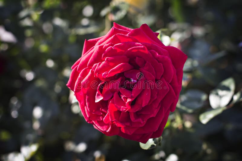 Roses in the Garden, Roses are Beautiful with a Beautiful Sunny Day ...