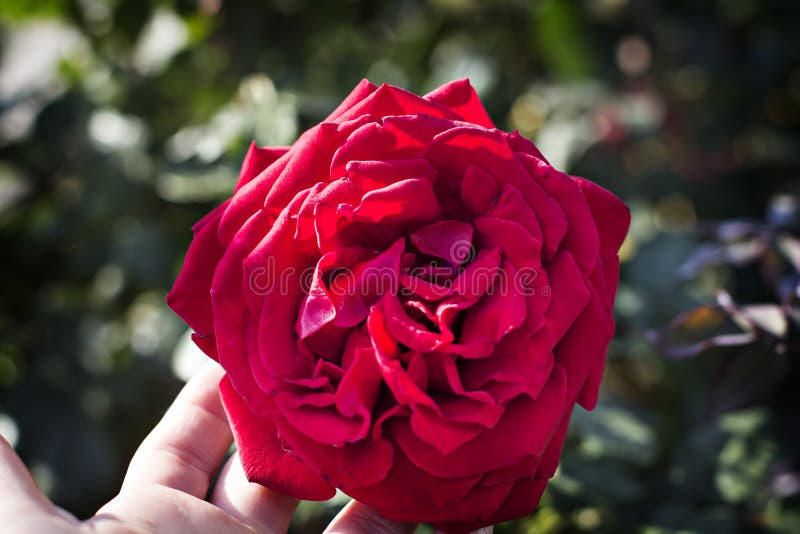 Roses in the Garden, Roses are Beautiful with a Beautiful Sunny Day ...