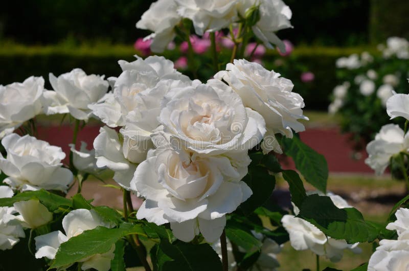Roses garden stock photo. Image of floral, botanical - 74224332