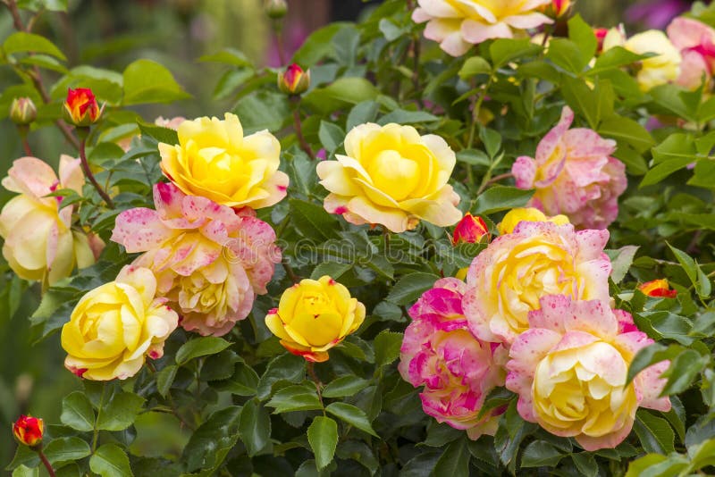 Roses in the garden stock photo. Image of spring, bright - 76417198