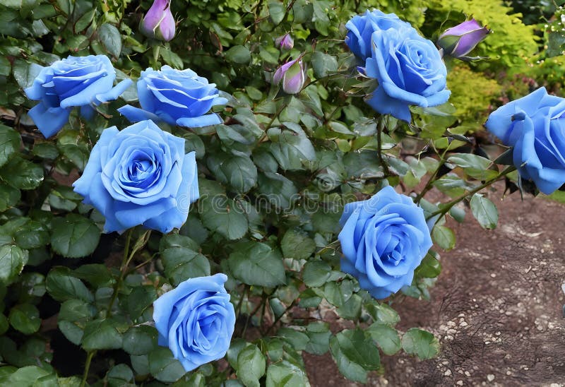 A View of Some Blue Roses in a Garden Stock Illustration - Illustration ...