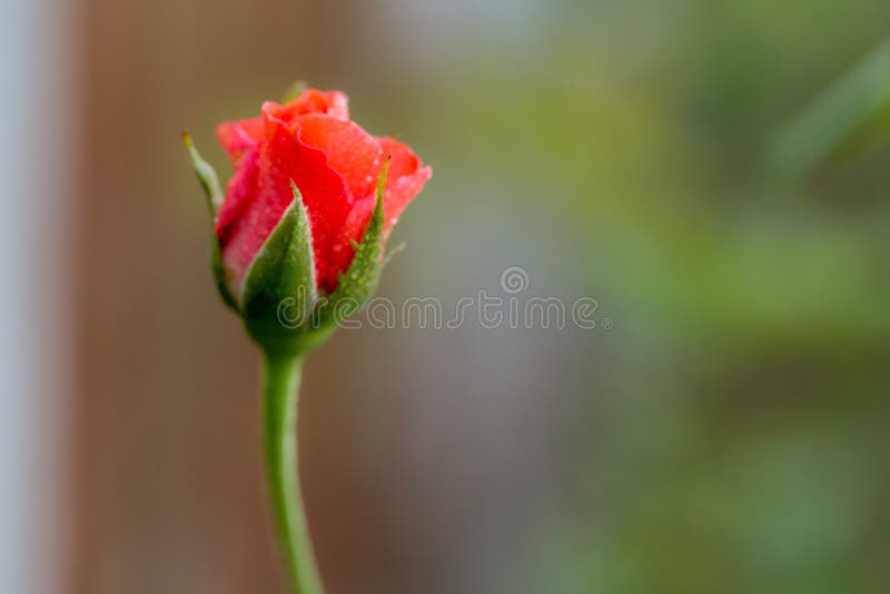 Roses in Garden, Roses for Love Stock Photo - Image of celebration ...