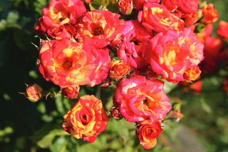 Roses in the Garden. Orange Roses and Natural Background Stock Photo ...