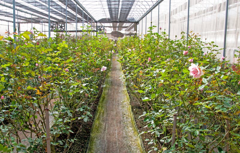 Roses garden stock photo. Image of summer, spring, park - 48802774