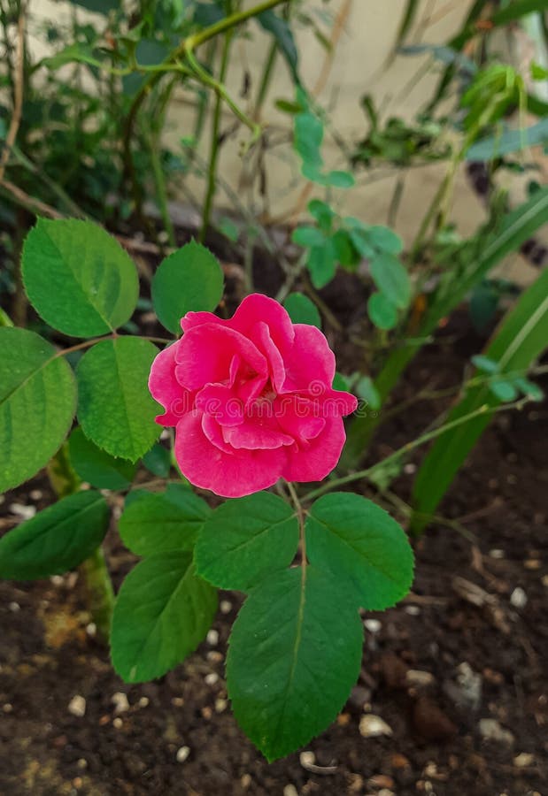 The Roses in the Garden. the Red Rose Bloomed in the Garden Stock Photo ...