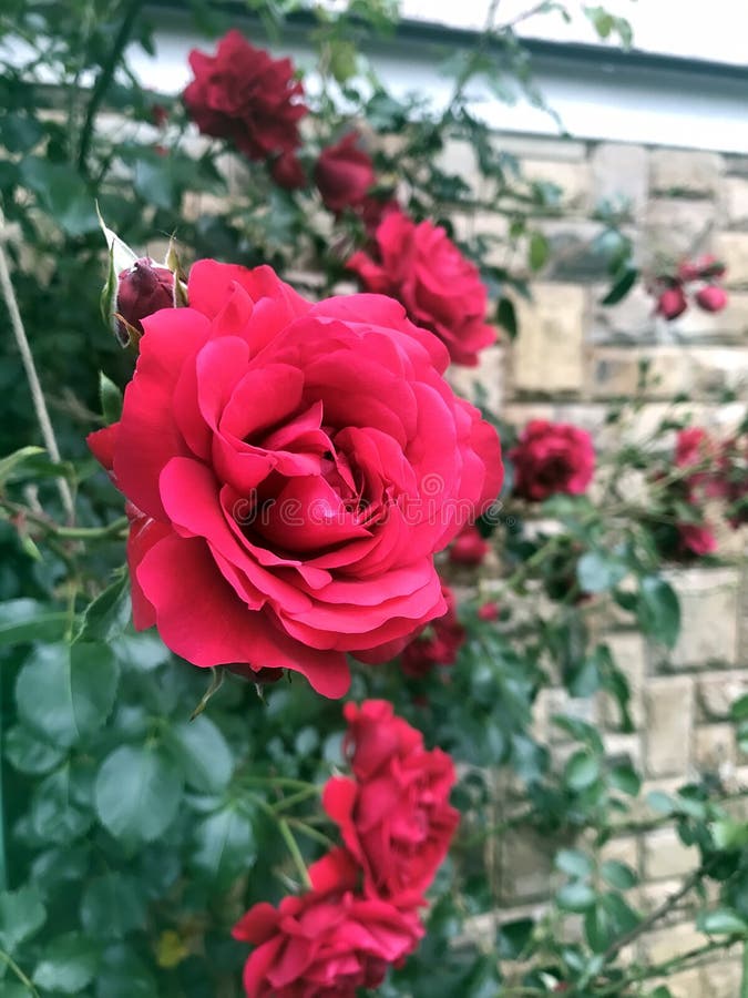 The roses in the garden stock image. Image of beauty - 94500769