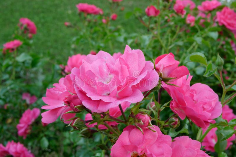 Roses in the Garden in the Spring Stock Photo - Image of nature, spring ...