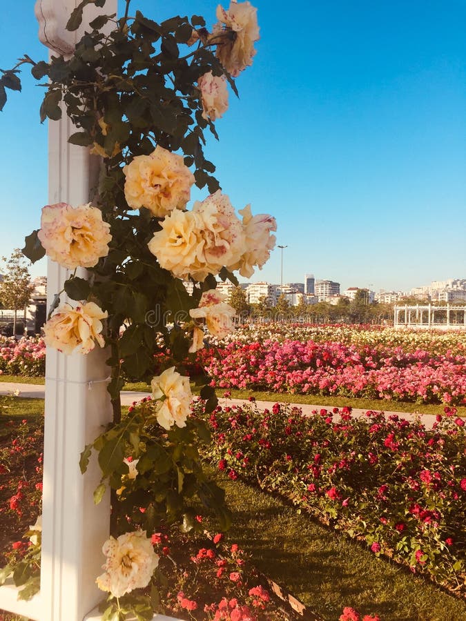 Roses garden stock image. Image of istanbul, turkey - 149361667