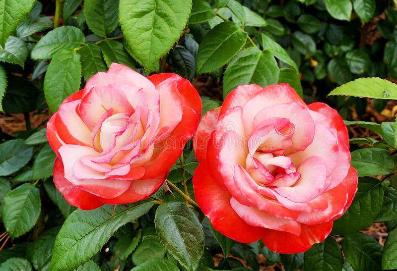 Roses in the gardent stock image. Image of gardent, gardening - 346401715