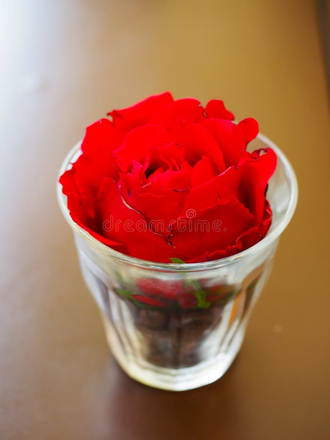 Roses in a Glass on the Table Stock Photo - Image of space, white ...
