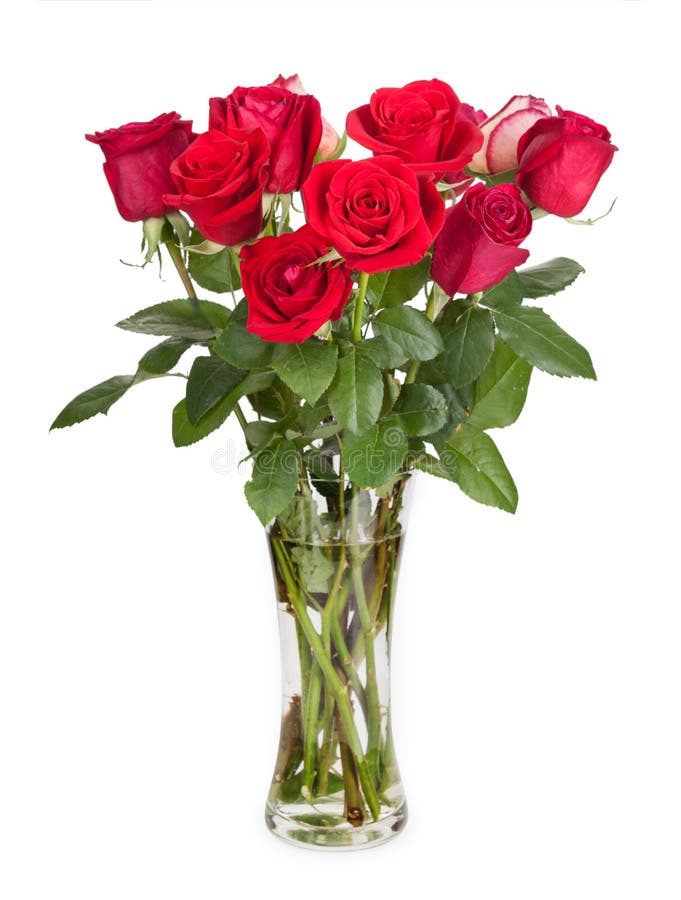 Roses in a Glass Vase Isolated on White Background Stock Photo - Image ...