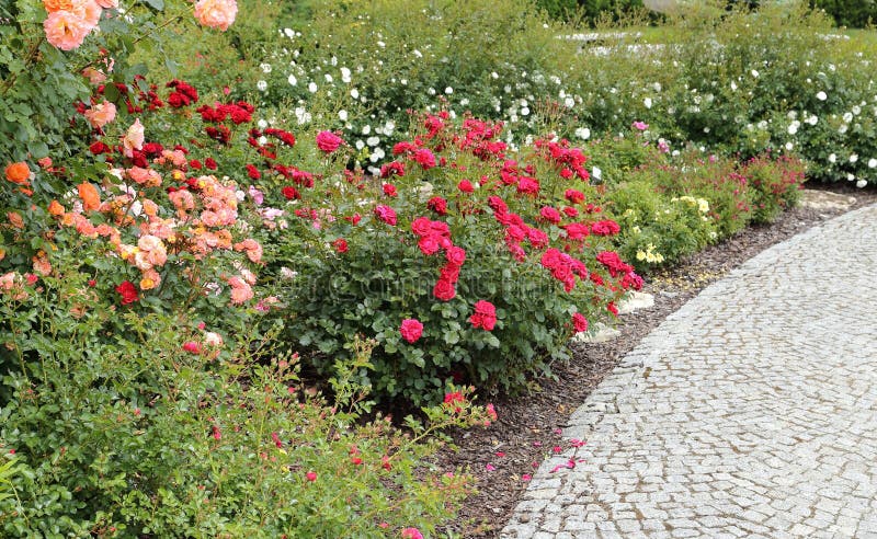Roses. stock image. Image of path, rose, exterior, blooming - 64676495