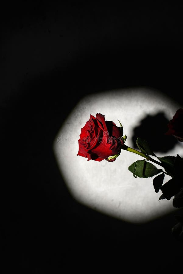 Roses on a Gray Background with a Gobo Light Stock Photo - Image of ...