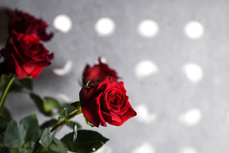 Roses on a Gray Background with a Gobo Light Stock Photo - Image of ...