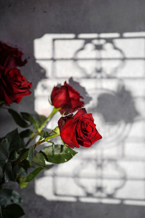 Roses on a Gray Background with a Gobo Light Stock Photo - Image of ...
