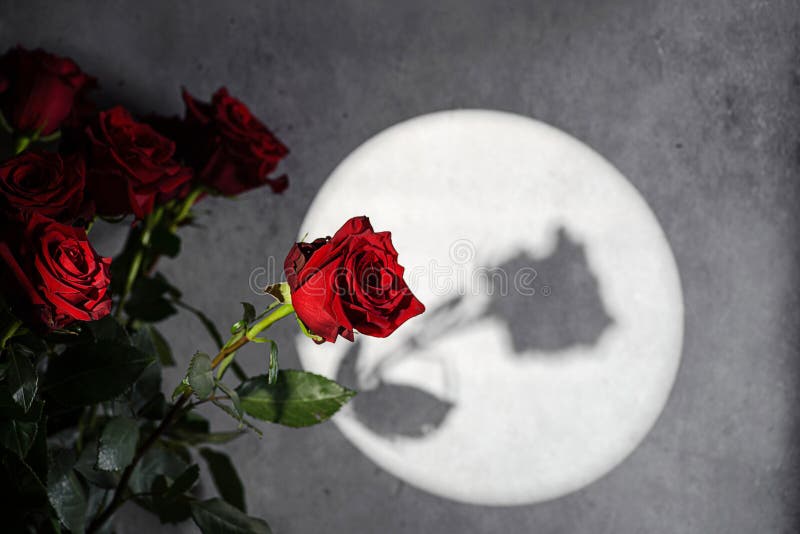 Roses on a Gray Background with a Gobo Light Stock Photo - Image of ...