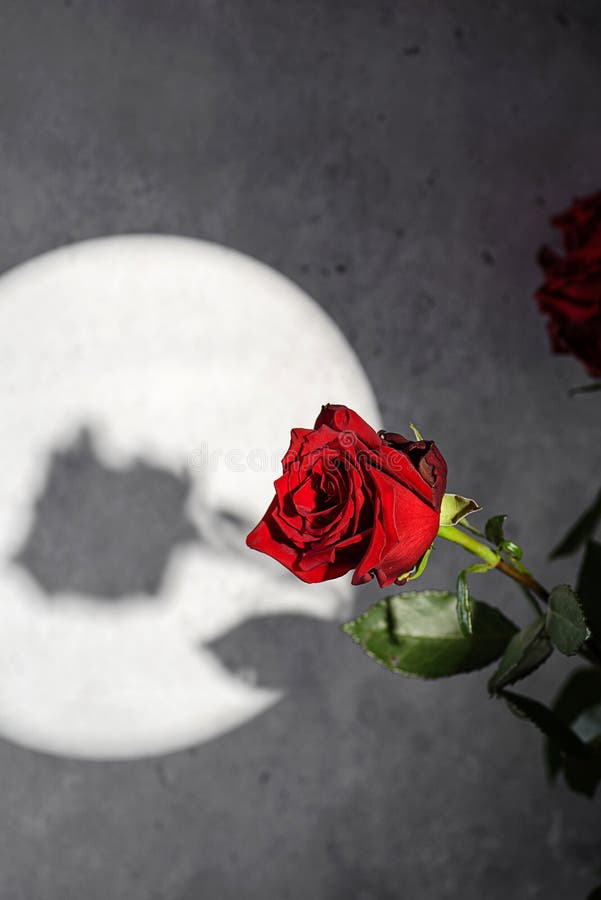 Roses on a Gray Background with a Gobo Light Stock Image - Image of ...