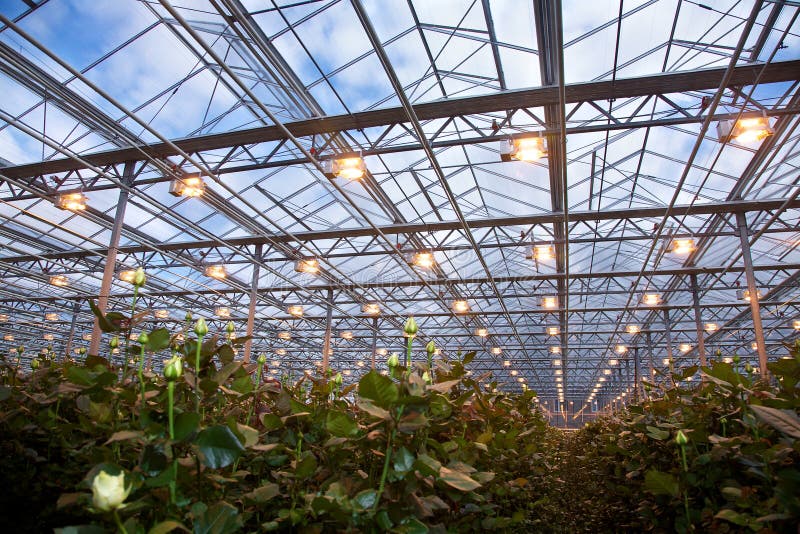 Roses Greenhouse stock photo. Image of flowers, cultivation - 18927420