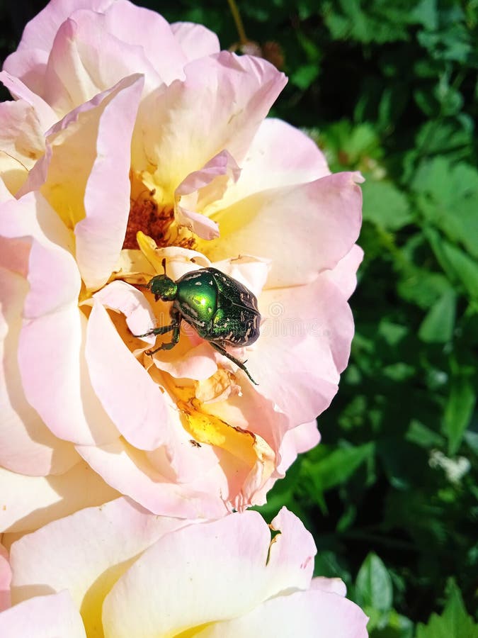 Roses Grow in the Garden. Beetles Sit on Them Stock Photo - Image of ...