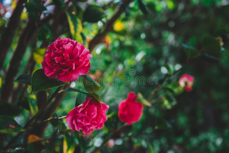 Roses Growing on the Branch of a Tree Stock Image - Image of white ...